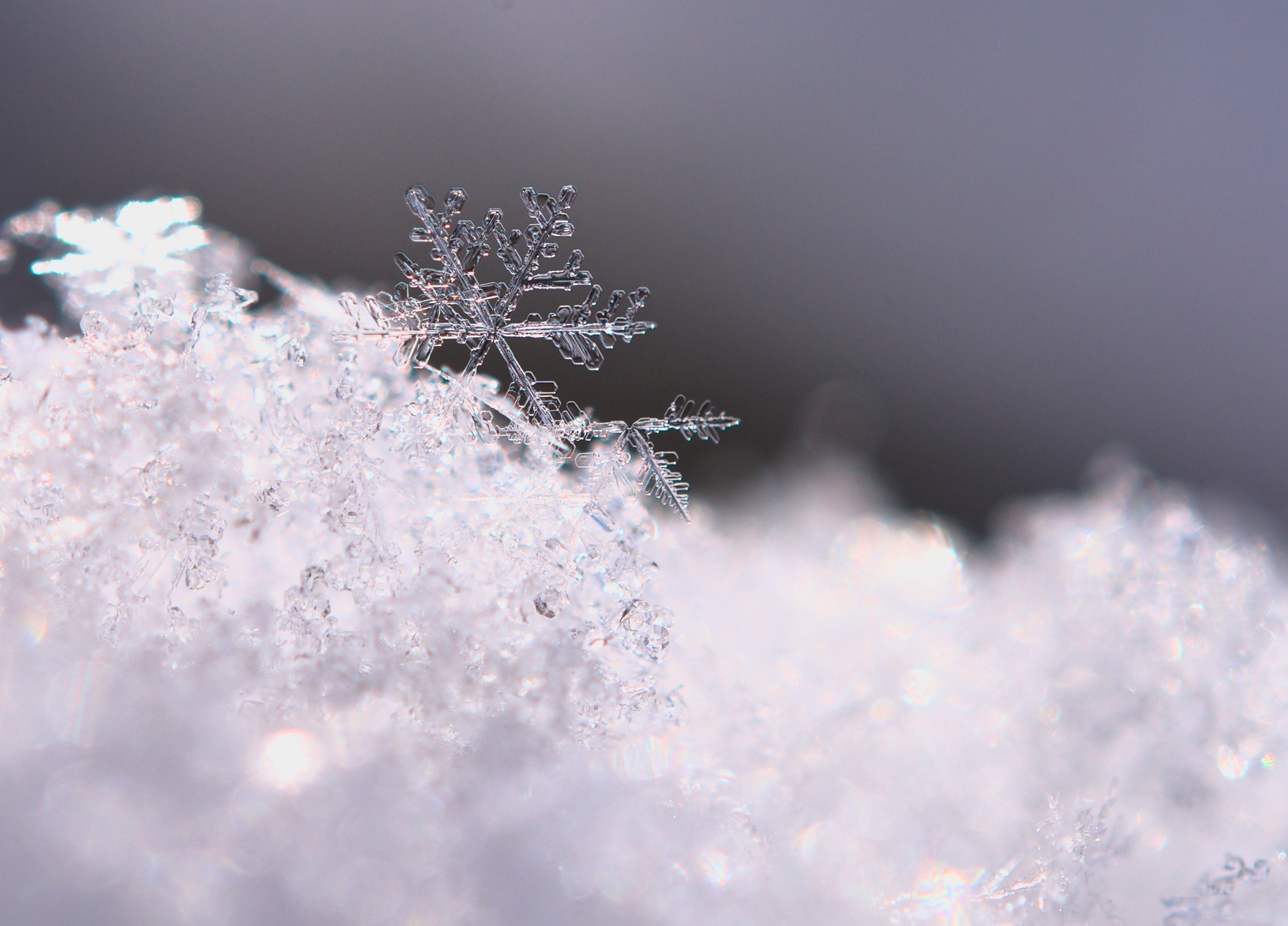 Snowflake Photography